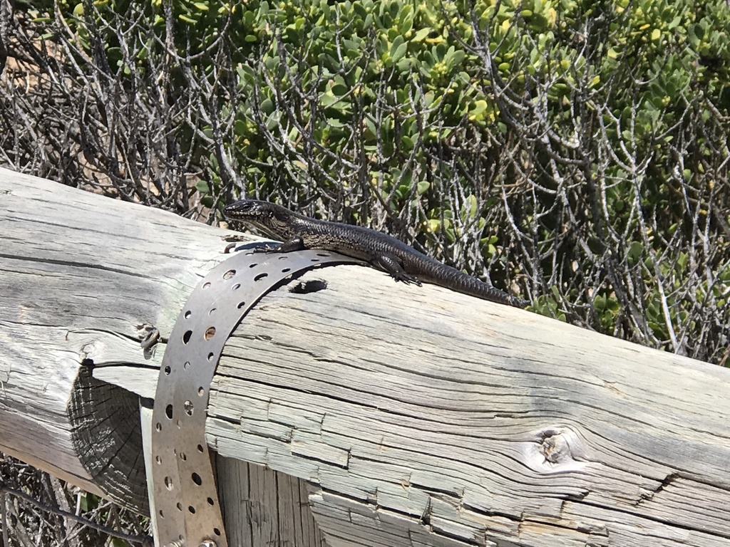 Bight Crevice Skink in November 2021 by Bruce Edley · iNaturalist