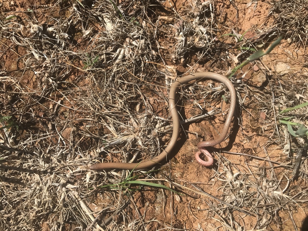 Flinders Ranges Worm-lizard in November 2021 by Bruce Edley · iNaturalist