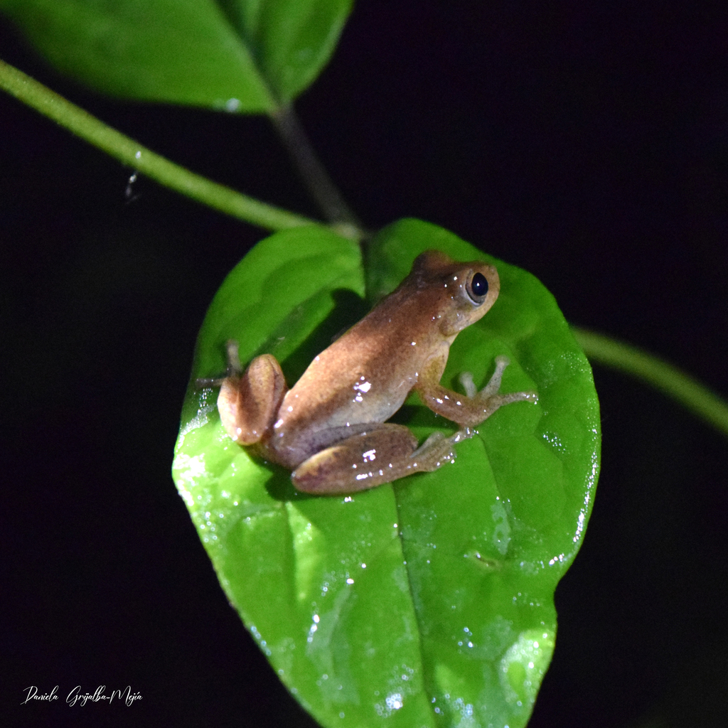 Boettger's Colombian Tree Frog from Villamaría, Caldas, Colombia on ...