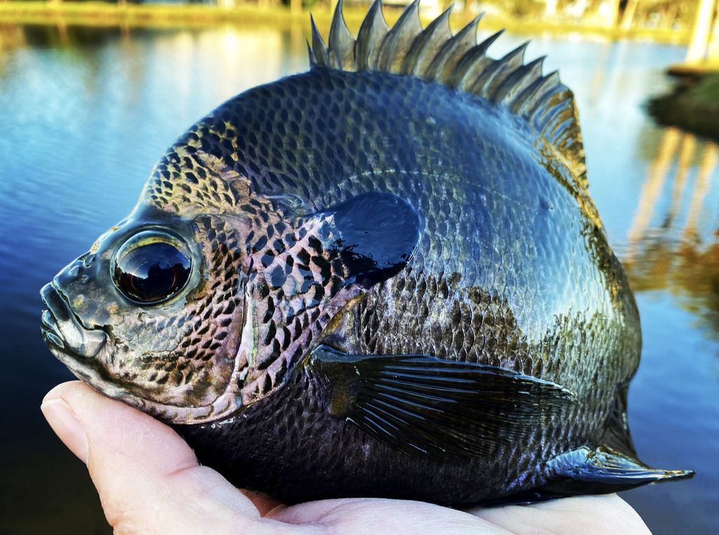 Raising Coppernose Bluegill The Biggest Bluegill Ever Caught And Other