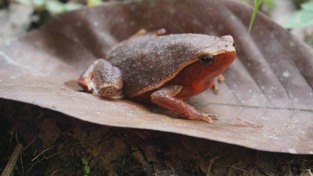 Bornean Sticky Frog from Kutai Kartanegara Regency, East Kalimantan ...