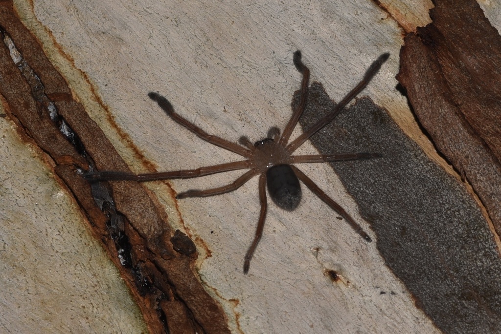 Social Huntsman Spider from Macarthur, VIC, AU on November 28, 2021 at ...