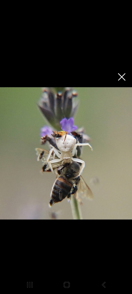 Thomisus kalaharinus from Beaufort West, 6970, South Africa on November ...