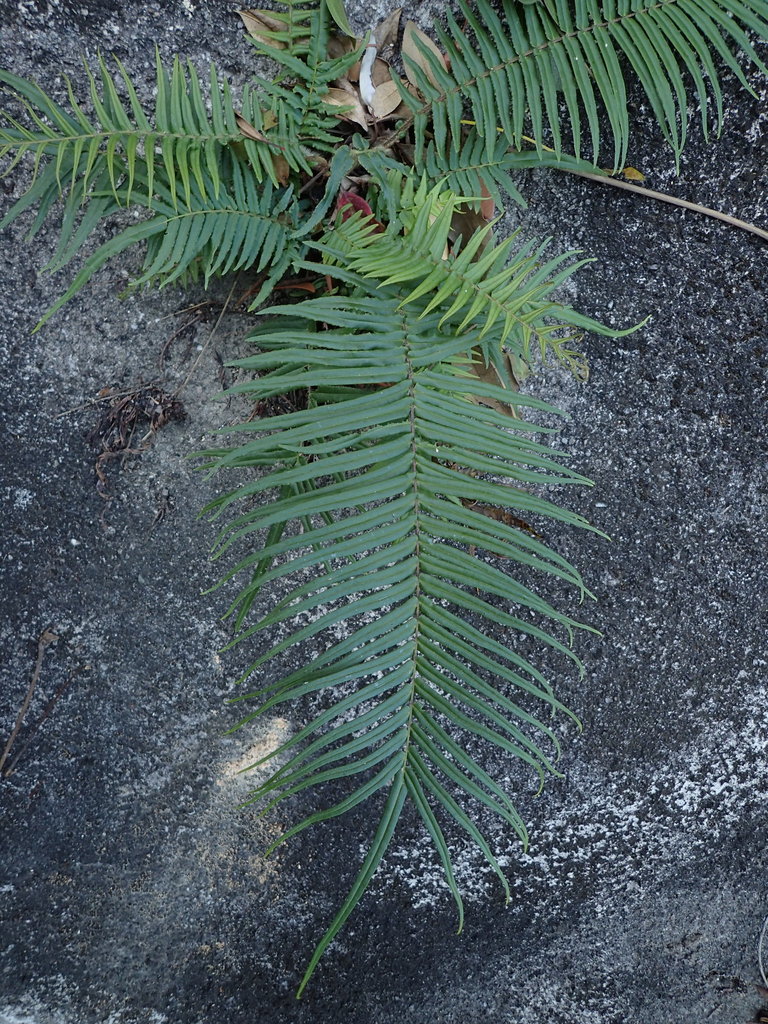 ladder fern from 香港金山 on November 28, 2021 at 03:17 PM by WK Cheng ...
