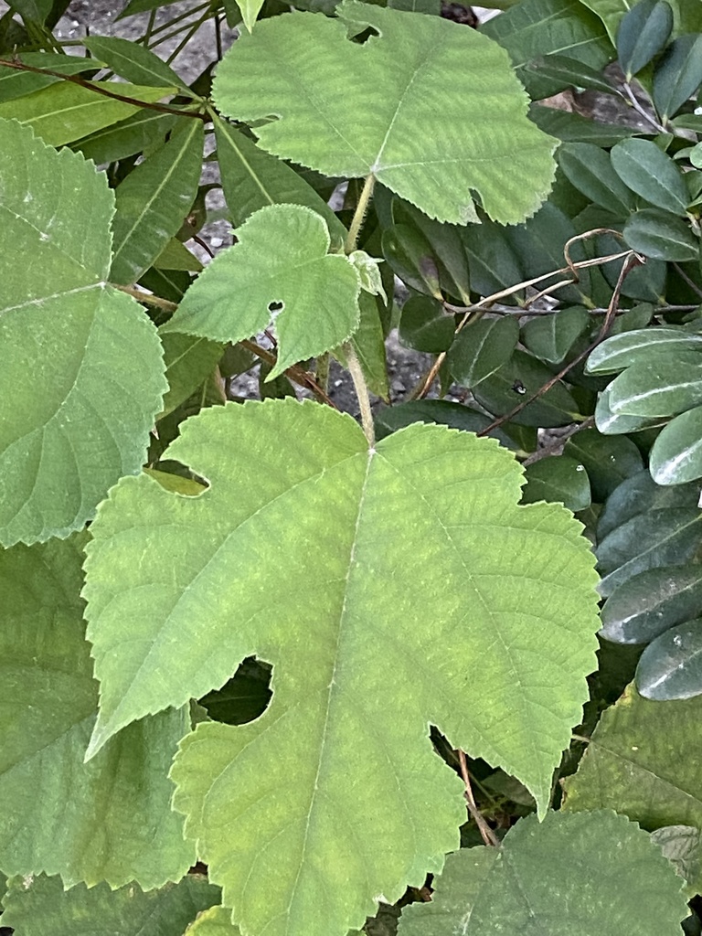 Paper mulberry from 大順三路281巷, 高雄市, TW on 30 November, 2021 at 05:01 PM ...