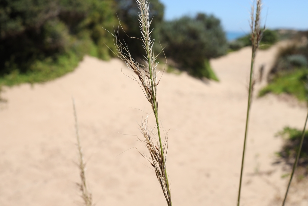 Austrostipa flavescens from Sorrento VIC 3943, Australia on November 29 ...