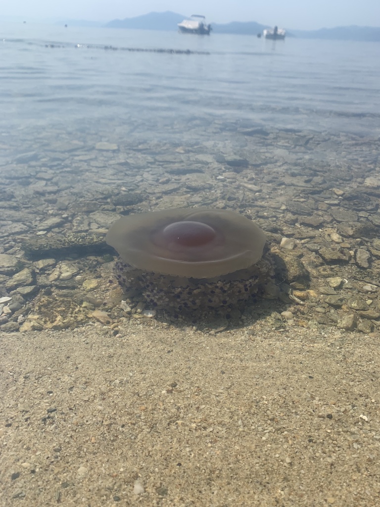 Fried Egg Jelly from Nea Anchialos, Nea Anchialos, Magnesia, GR on ...