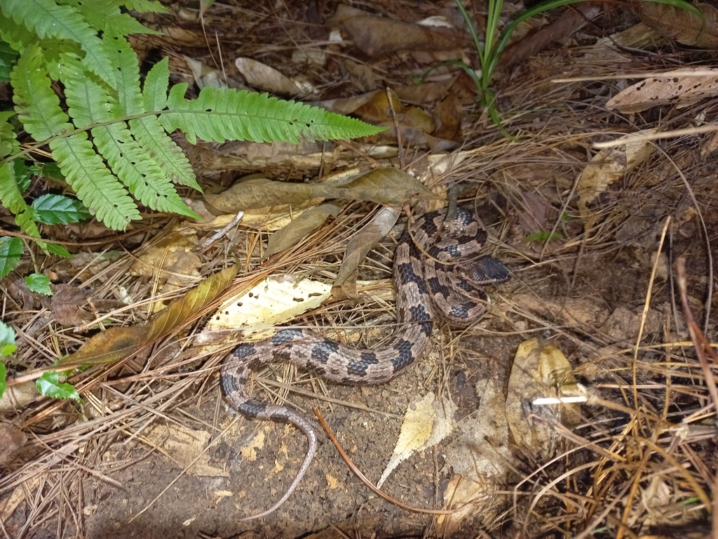 Chinese Mountain Pit Viper in November 2021 by Alexander Gregory Mason ...