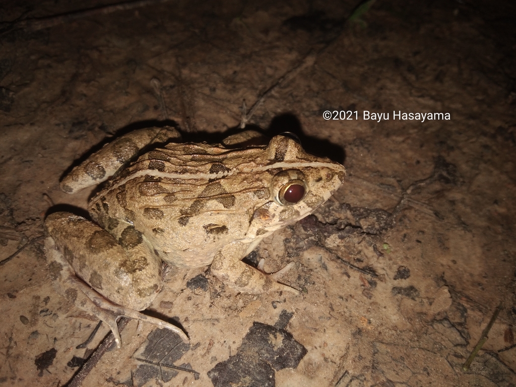 Paddy Field Frog from Jambi, ID on November 16, 2021 by Bayu Hasayama ...