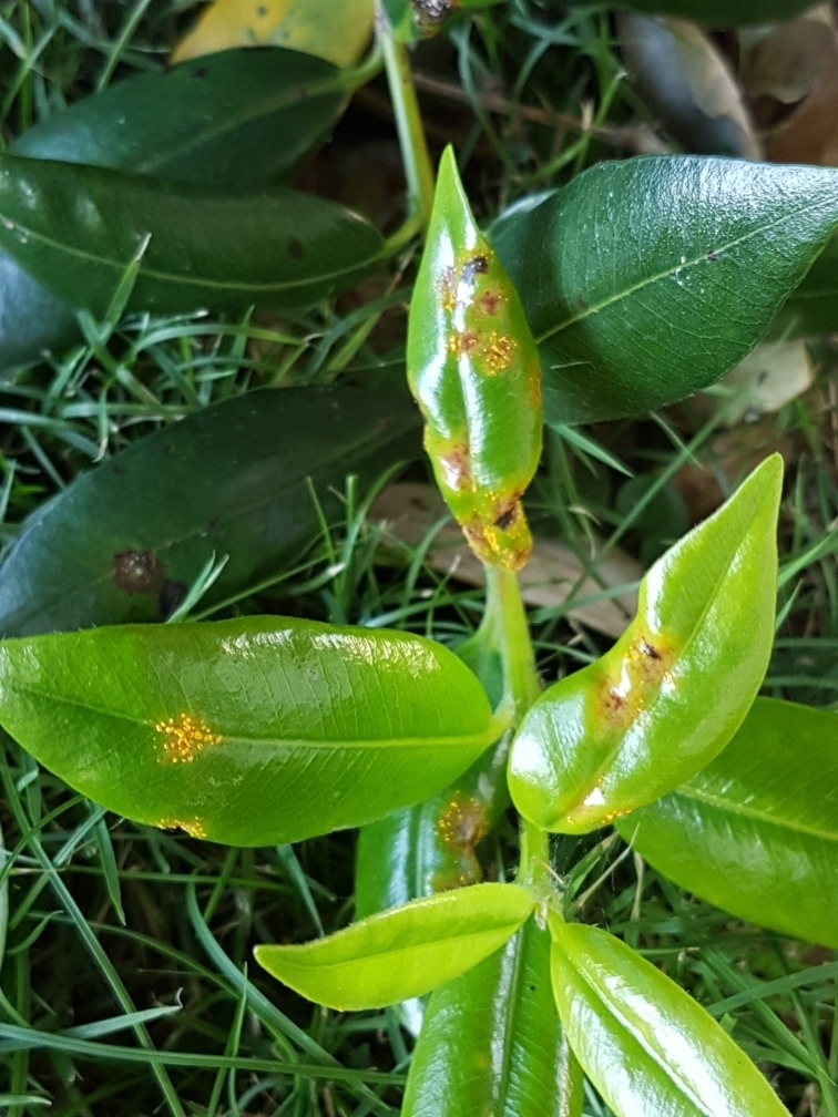 Myrtle Rust from New Plymouth, NZ-TK, NZ on April 30, 2018 at 11:10 PM ...