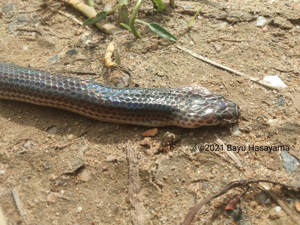 Asian Sunbeam Snake from Jambi, ID on November 19, 2021 by Bayu ...