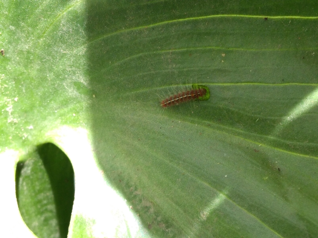 Paracles from Gral. Rodríguez, Provincia de Buenos Aires, Argentina on ...
