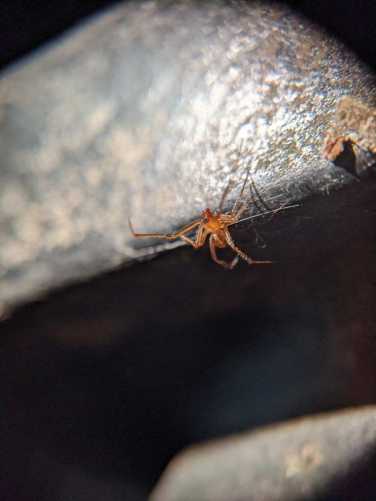Red House Spider from The Peak, Hong Kong on November 14, 2021 at 08:24 ...
