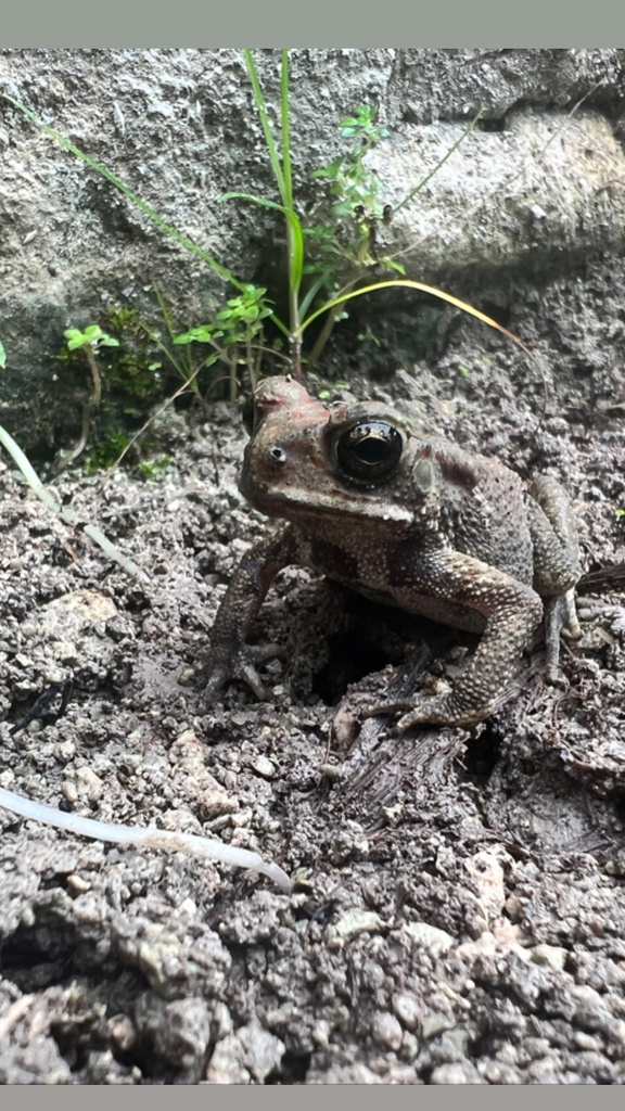 Asian Common Toad from Fuvahmulah, Gnaviyani, MV on November 23, 2021 ...