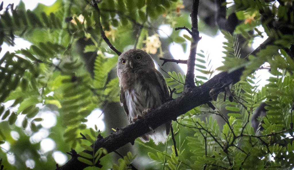 Colima Pygmy-Owl from Tecomán, Col., México on August 9, 2021 at 07:45 ...