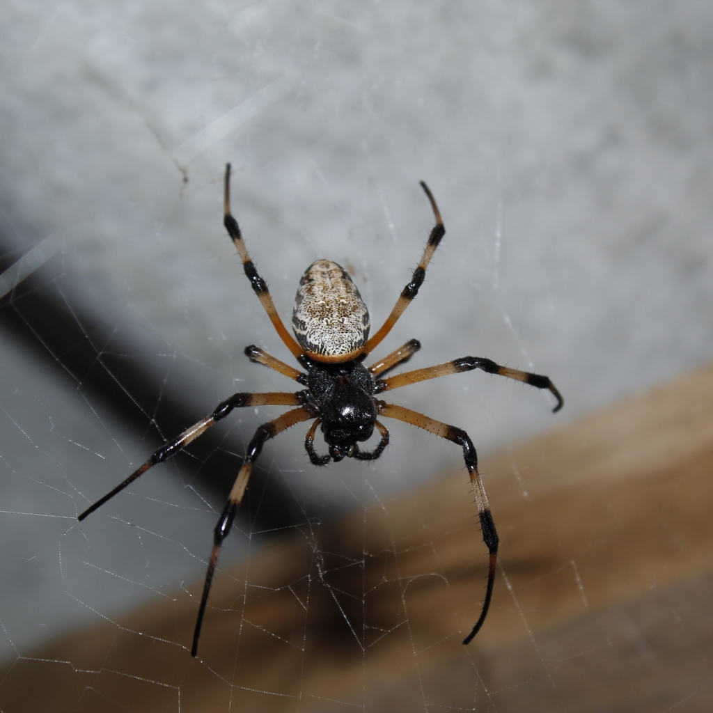 African Hermit Spider from Pouso Alegre on November 28, 2021 at 04:12 ...