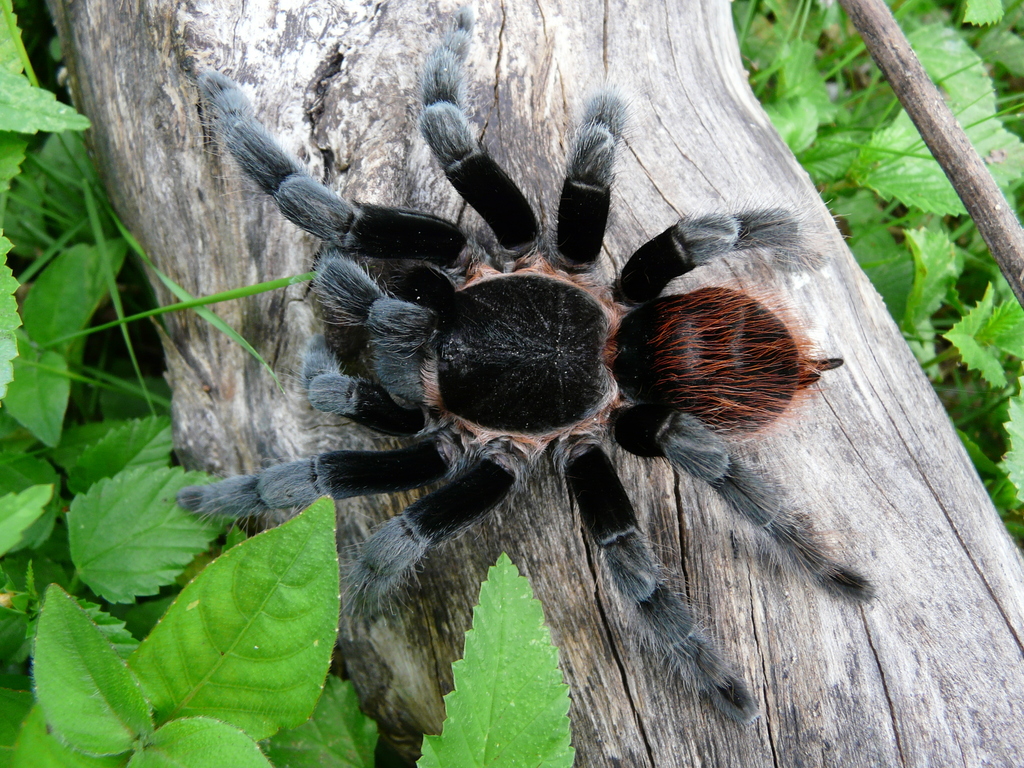 Mexican Red-rump Tarantula in November 2010 by Luis Herrera Hn ...