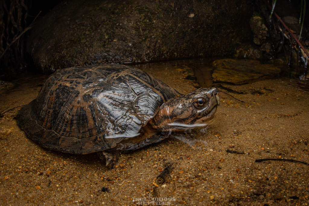 Vietnamese Leaf Turtle in April 2021 by Artur Tomaszek · iNaturalist