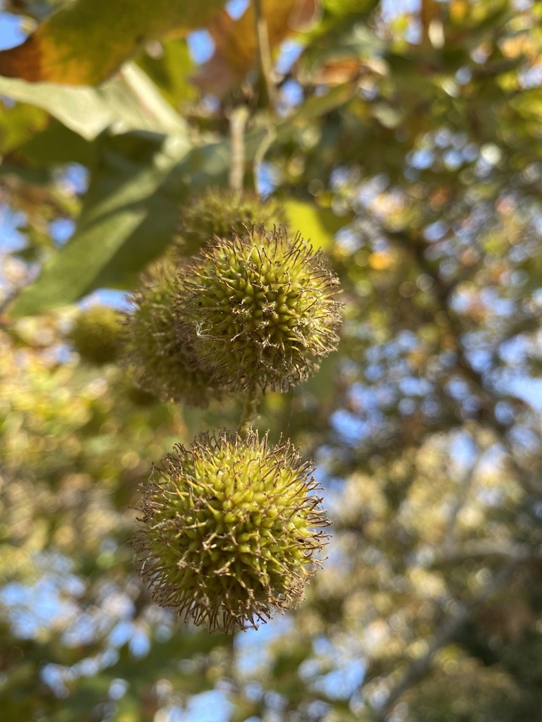 western sycamore from Bay Park, San Diego, CA, US on November 25, 2021 ...