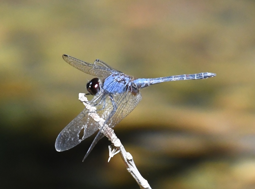 Indigo Dropwing from ตำบล ยอด อำเภอ สองแคว น่าน ประเทศไทย on November ...