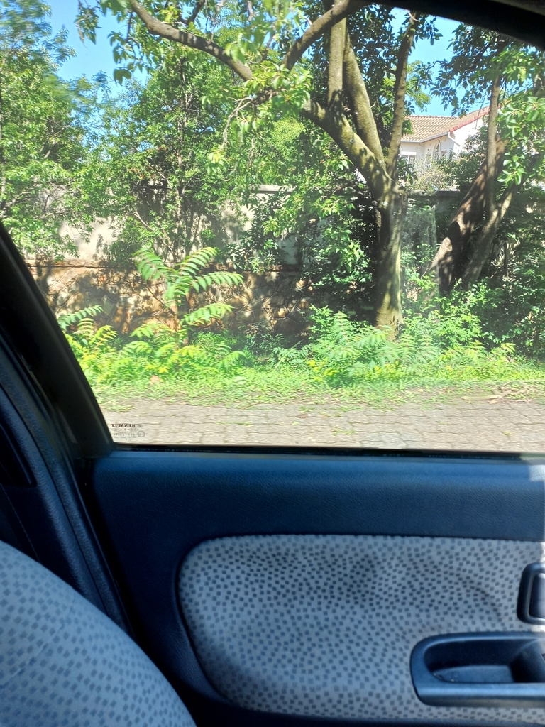 tree-of-heaven from Emmarentia, Johannesburg, 2029, South Africa on ...