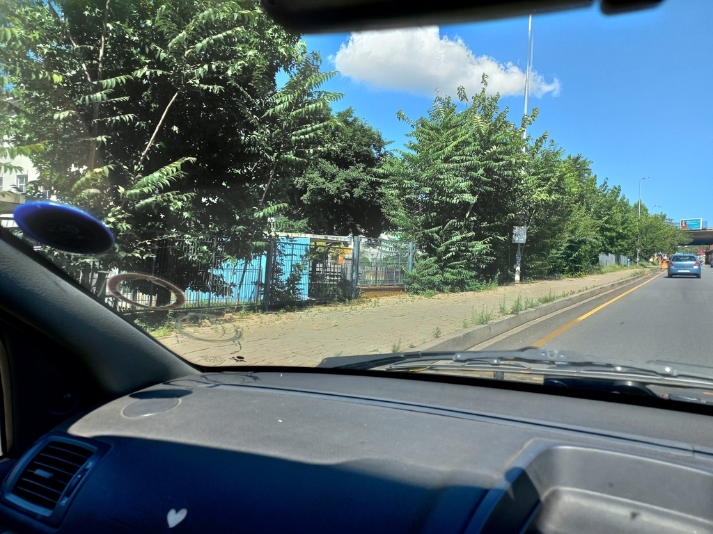 tree-of-heaven from Parktown, Johannesburg, 2193, South Africa on ...