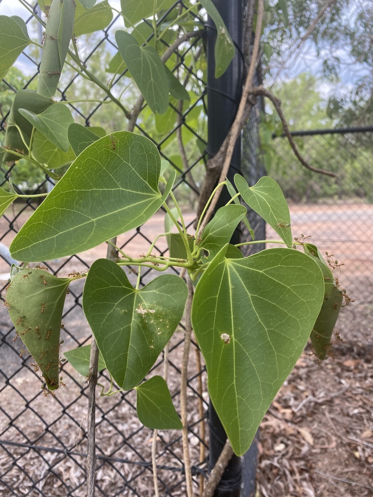 Snake Vine from Kakadu National Park, Jabiru, NT, AU on December 1 ...