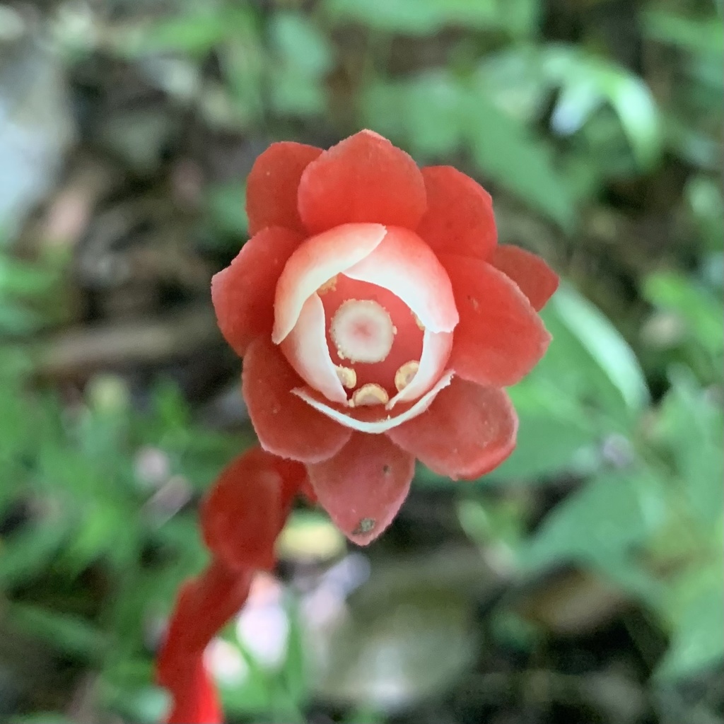 red Indian pipe from Carretera La Fundadora - La Esmeralda, Jinotega, Jinotega, NI on November ...