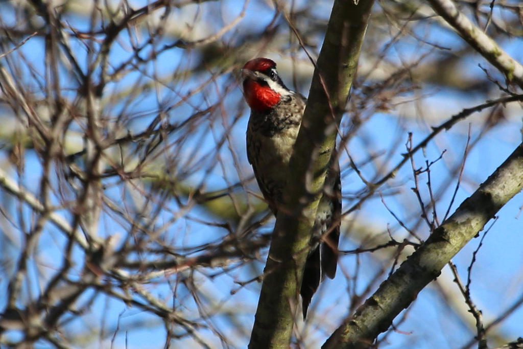 Red-naped Sapsucker from San Jacinto, Harris Co, TX on January 25, 2015 ...
