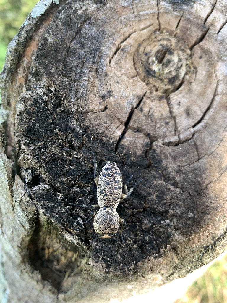 Zopherus jourdani from Calle Acequia Grande, Naranjo, Alajuela, CR on ...