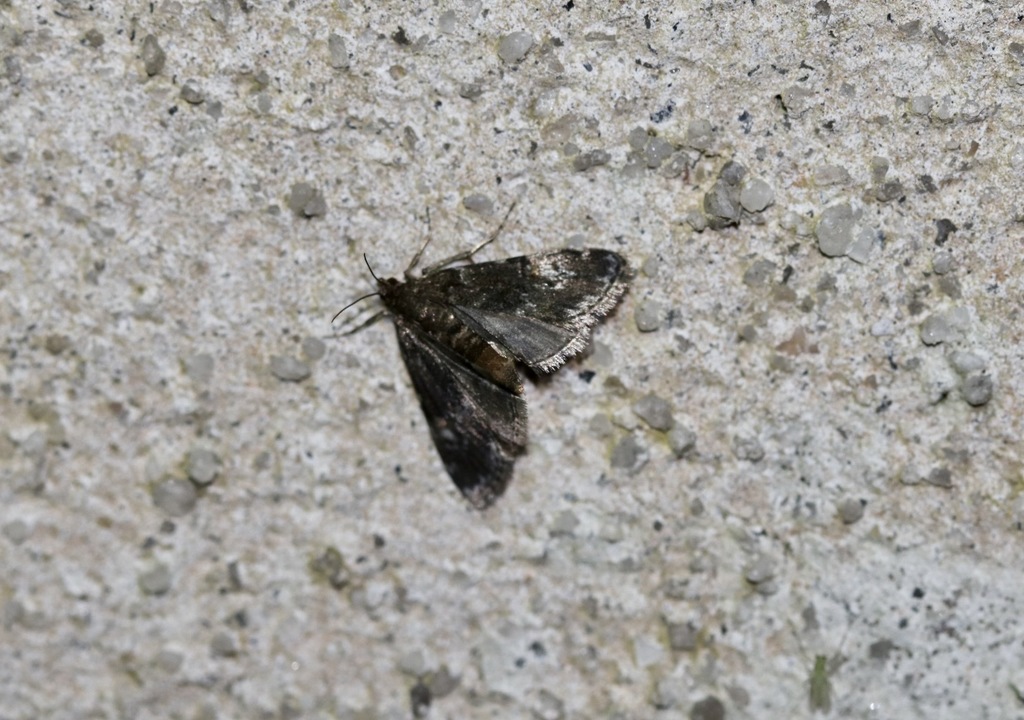 Waterlily Leafcutter Moth from Cape May Point, NJ, USA on May 22, 2021 ...