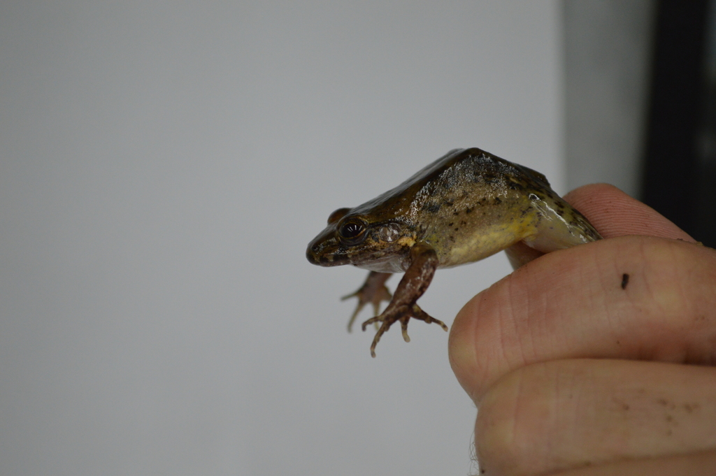 Trinidad Ditch Frog from Mayaro Rio Claro Regional Corporation ...