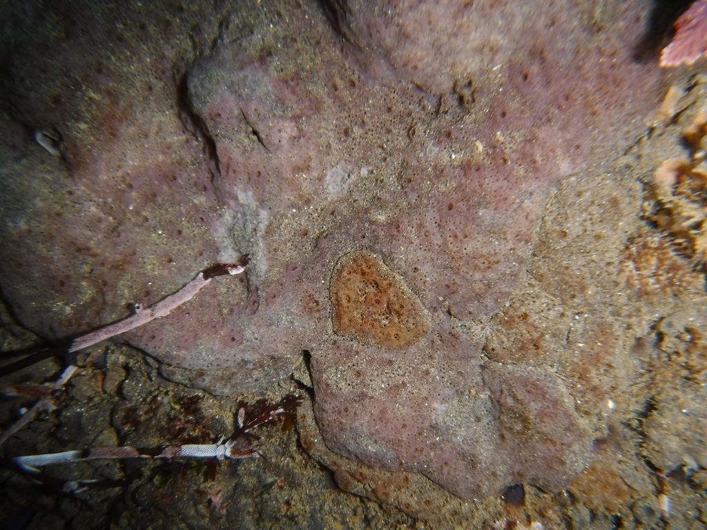 Sand Tunicate from East Fish Camp, Anacapa Island, Ventura County, CA ...