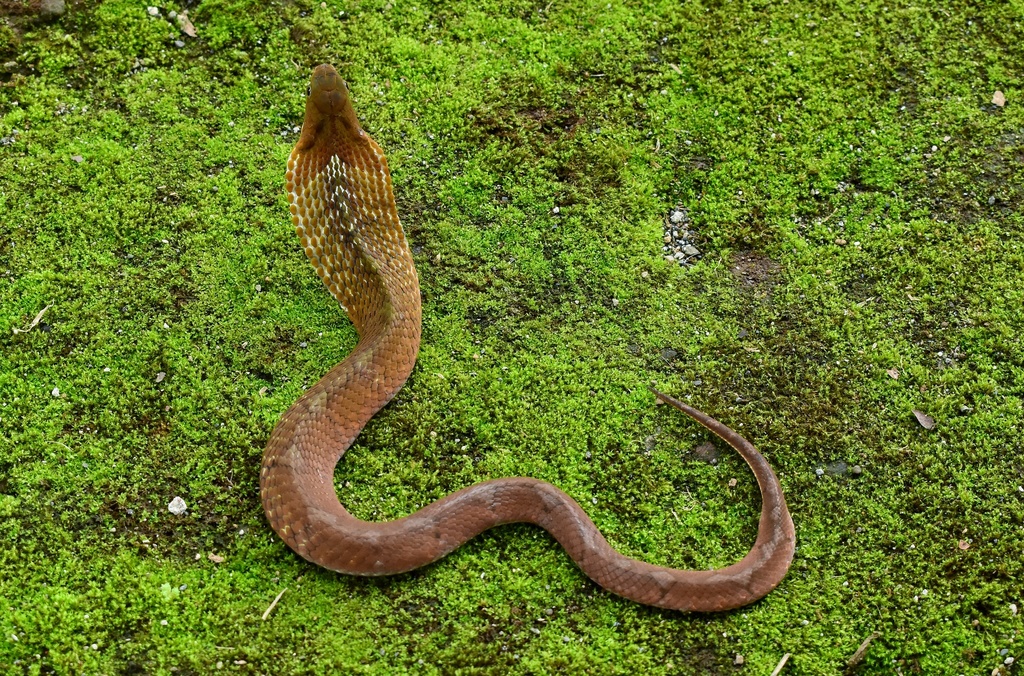 Dull Bamboo Snake (Pseudoxenodon inornatus) - Snakes and Lizards