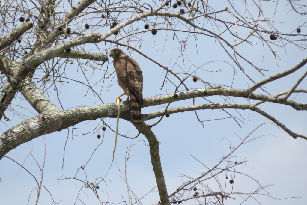 Roadside Hawk from Ozuluama de Mascareñas, Ver., México on April 20 ...