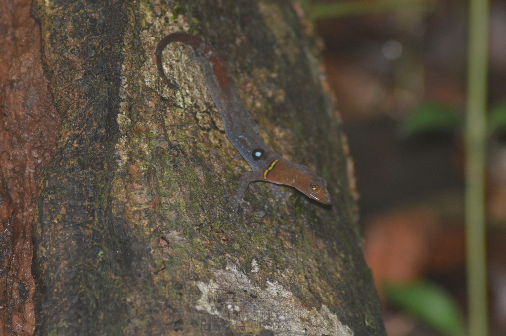 Eyespot Gecko from Eastern Tobago, Trinidad and Tobago on October 14 ...