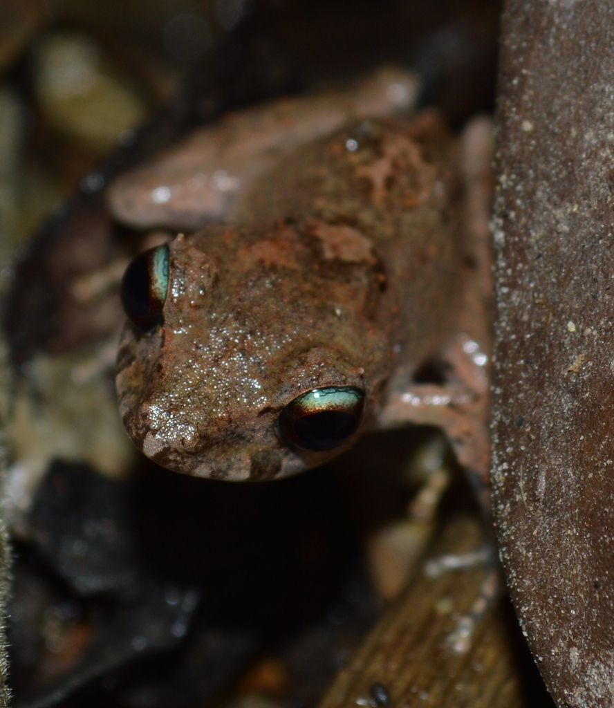 Lesser Antilles Robber Frog from Tunapuna/Piarco Regional Corporation ...