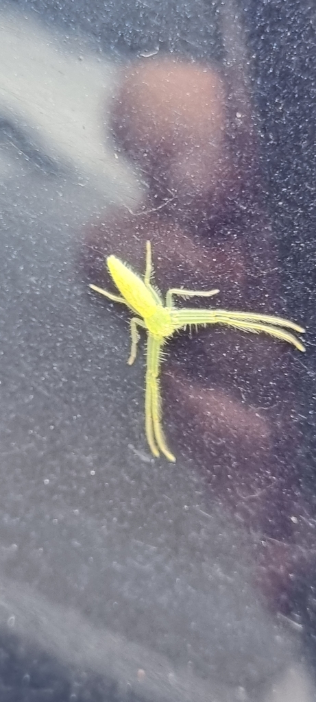 Oxytate argenteooculata from Elawini Estate, West Acres, Mbombela, 1201 ...