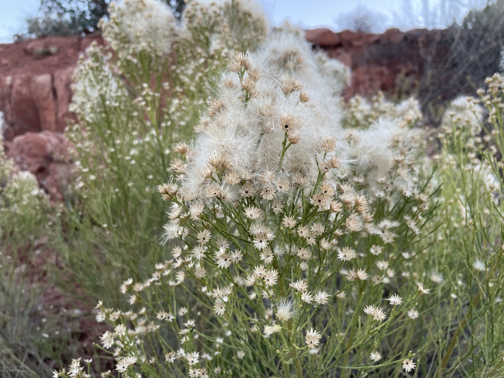Desert Broom from Coconino National Forest, Sedona, AZ, US on November ...