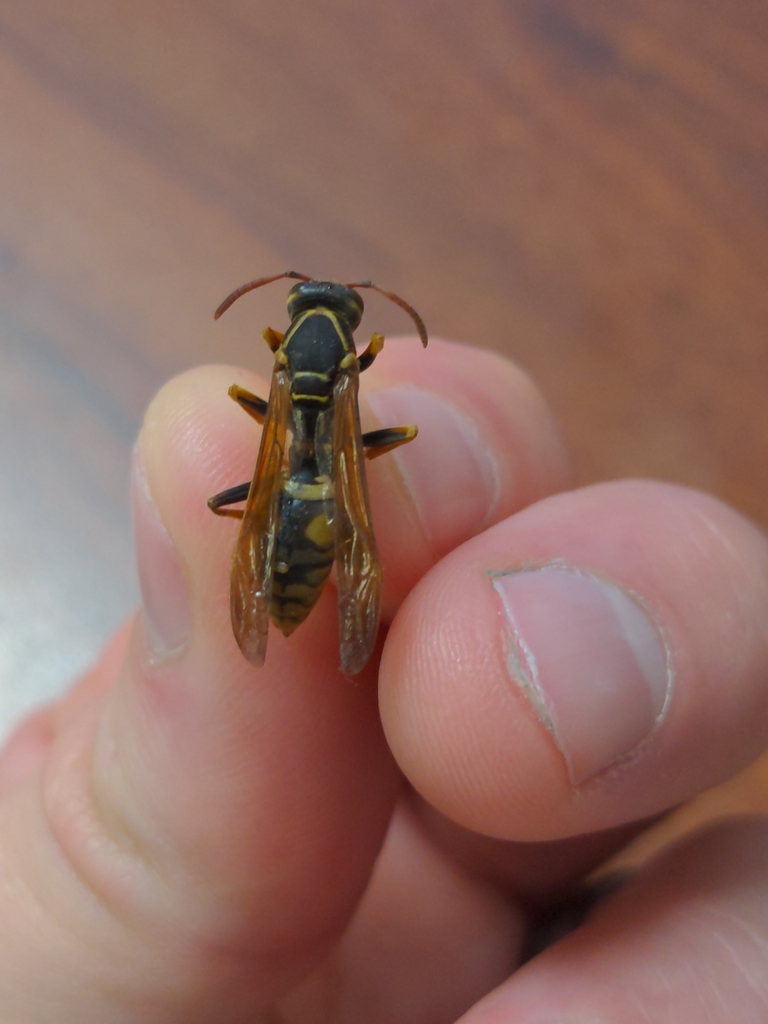 Golden Paper Wasp from Eastern State Hospital Ems Heliport, Medical ...