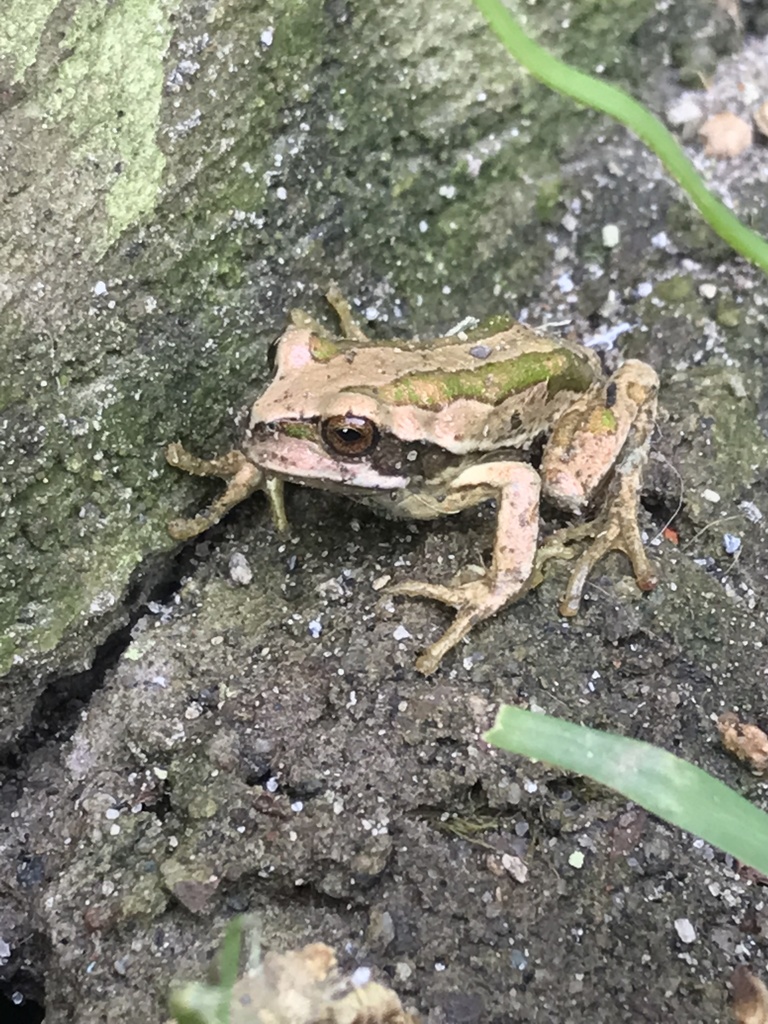 Andean Marsupial Frog in December 2021 by c3n08y73 · iNaturalist