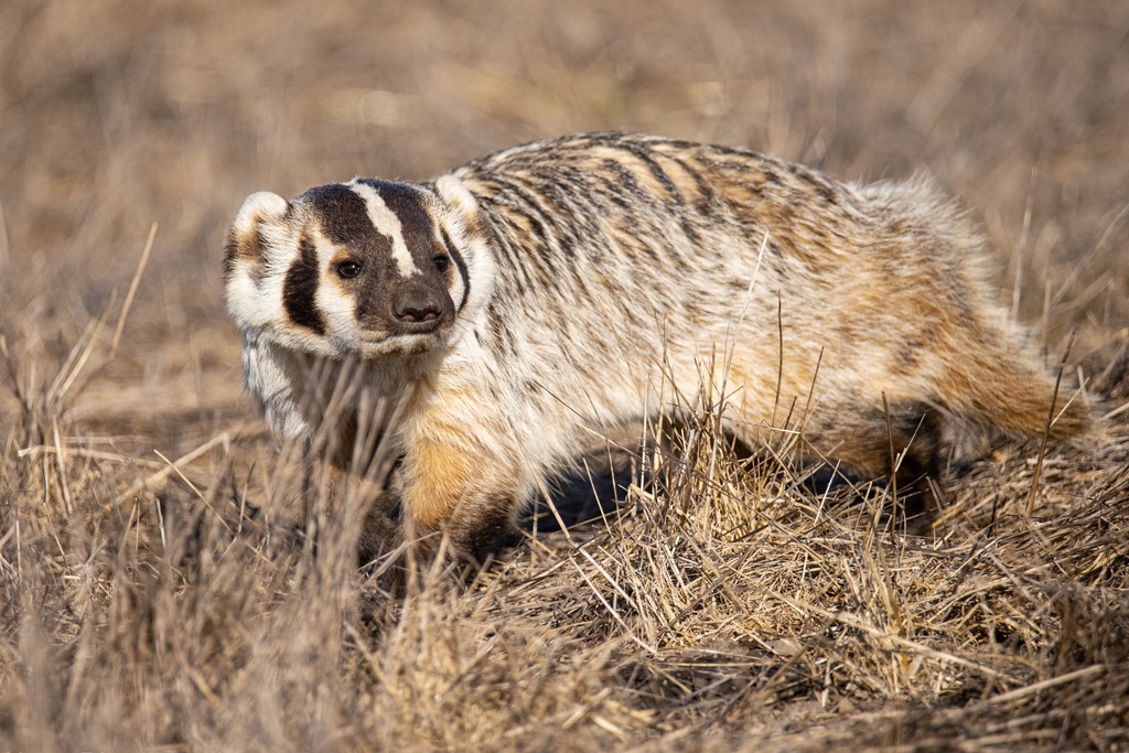 American Badger from Point Reyes National Seashore, Inverness, CA, US ...