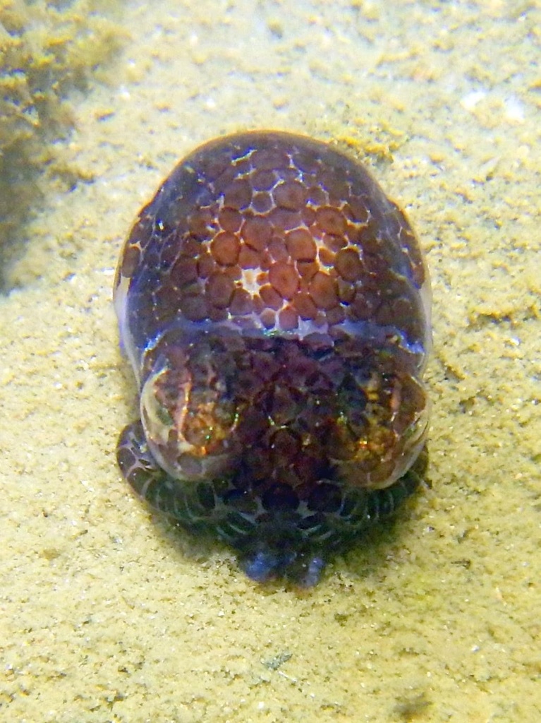 Berry's Bobtail in November 2021 by Blanche d'Anastasi · iNaturalist