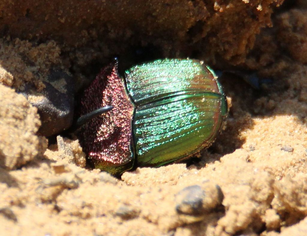 Rainbow Scarab from Southlake, TX 76092, USA on April 29, 2018 at 11:41 ...