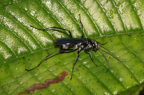 Observations by togbui · iNaturalist