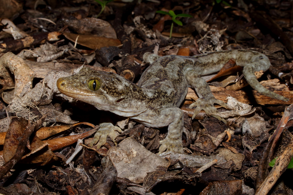 Duvaucel's Gecko in January 2021 by Timothy Harker · iNaturalist