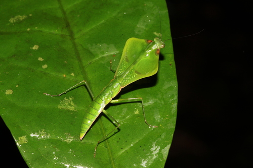 Observations by togbui · iNaturalist