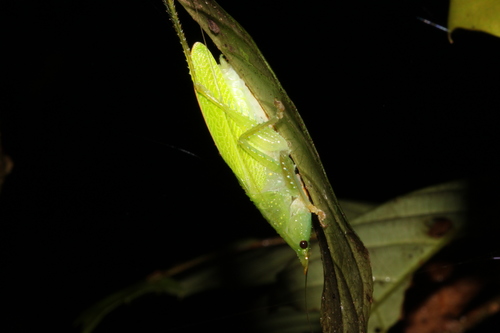 Observations by togbui · iNaturalist