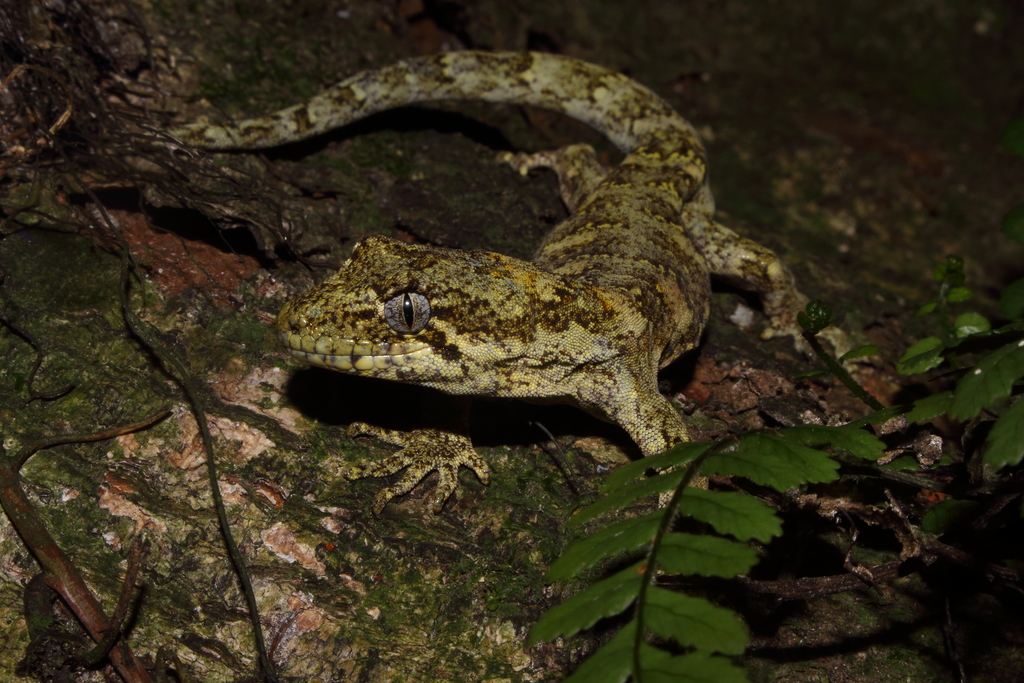 Ngahere Gecko in May 2021 by Timothy Harker · iNaturalist
