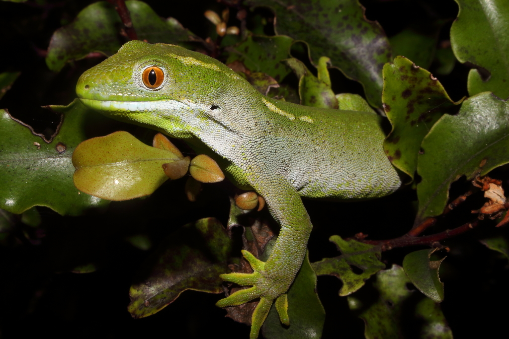 Barking gecko in May 2021 by Timothy Harker · iNaturalist
